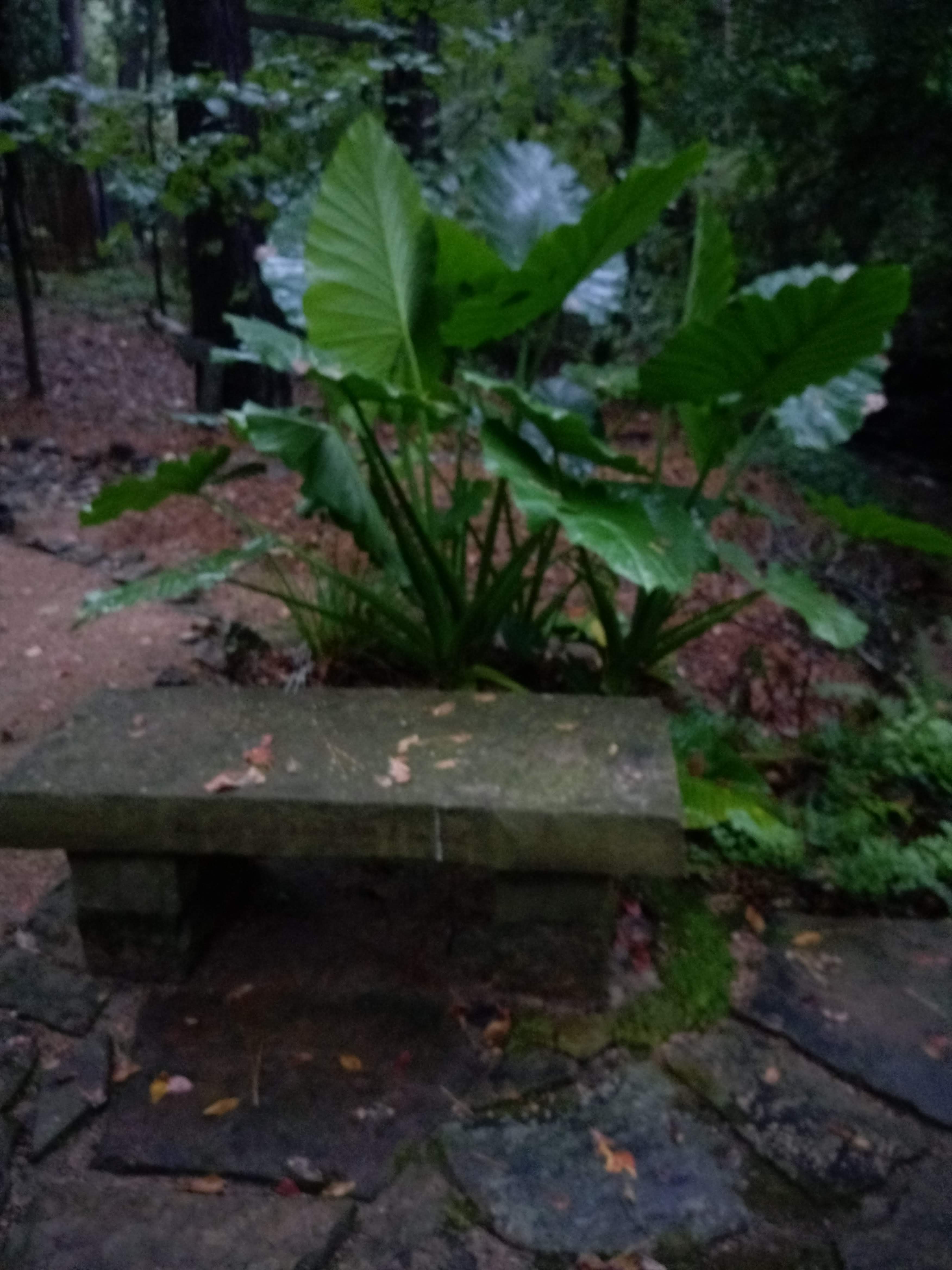 The Journey: Africa to Tyler Garden Oasis to Miami. | Penny Dickerson