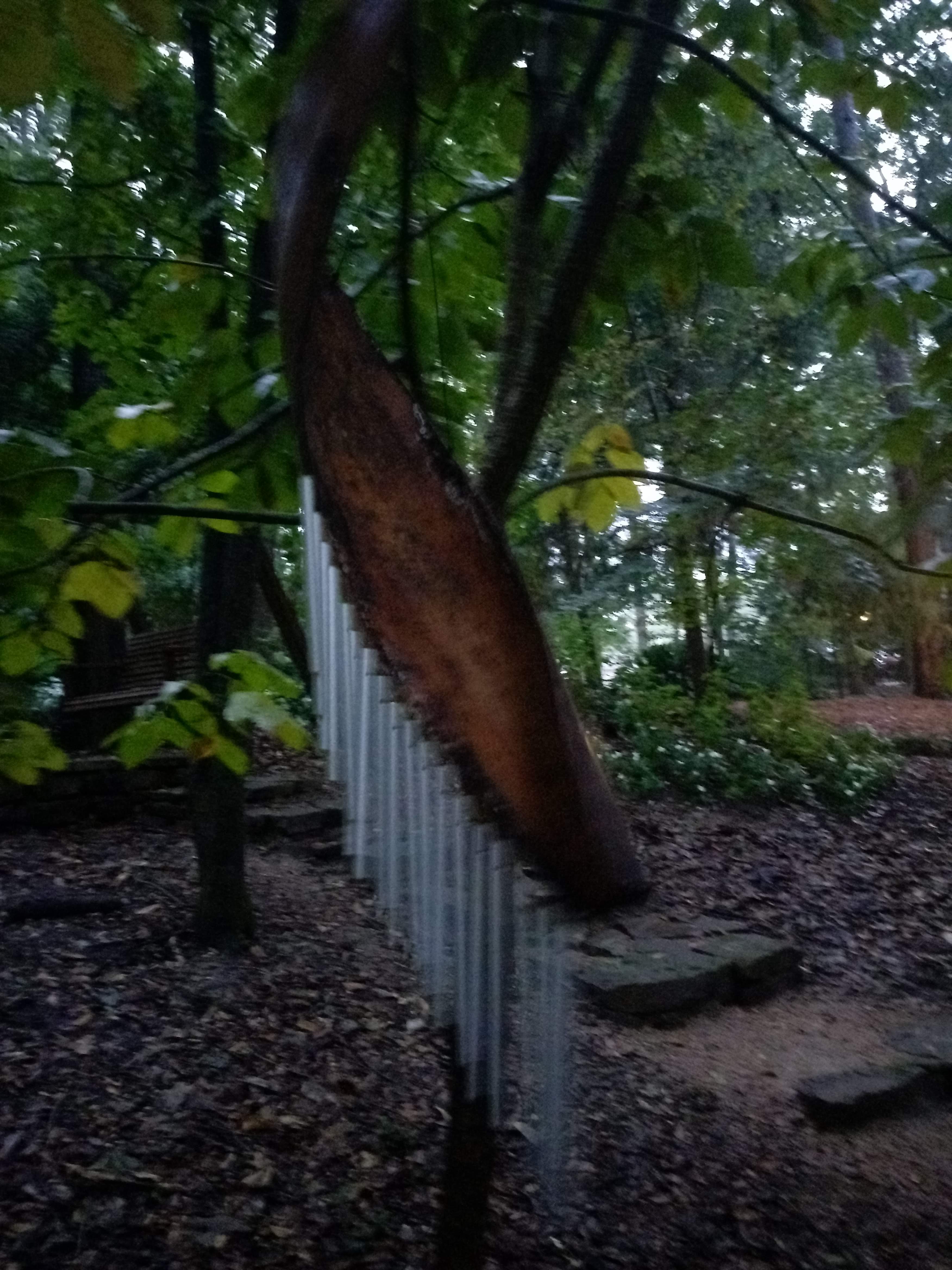 The Journey: Africa to Tyler Garden Oasis to Miami. | Penny Dickerson