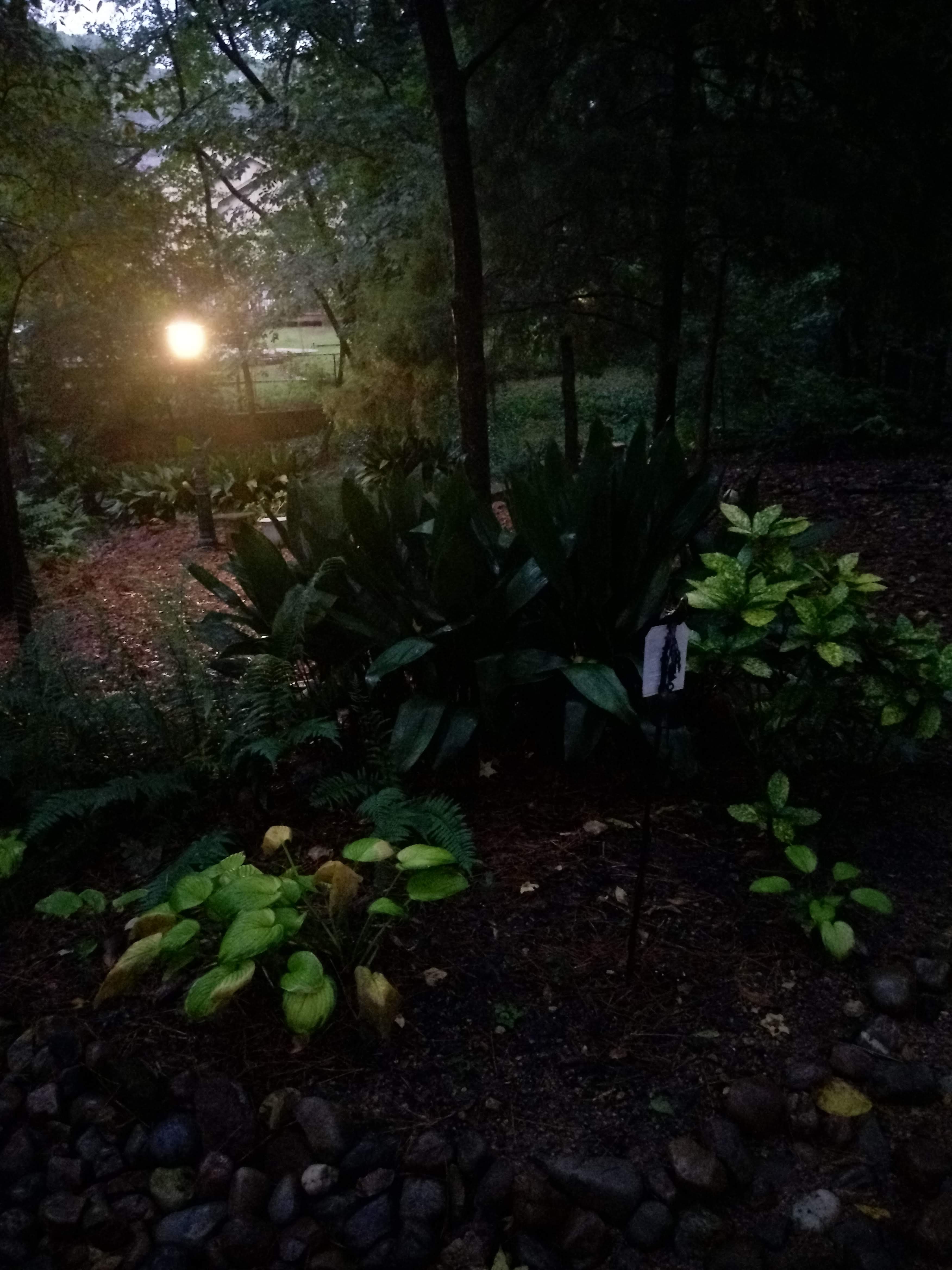 The Journey: Africa to Tyler Garden Oasis to Miami. | Penny Dickerson