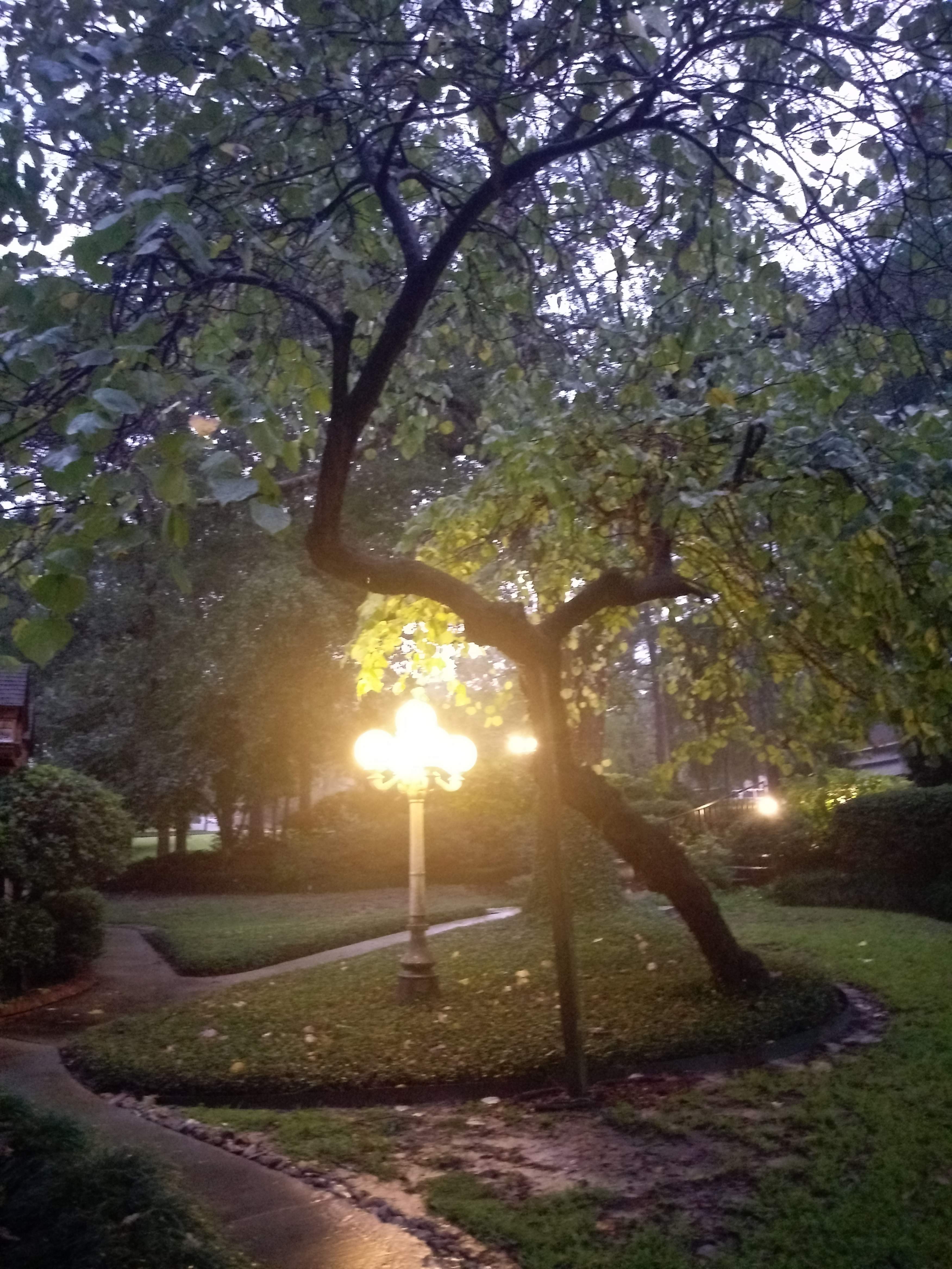 The Journey: Africa to Tyler Garden Oasis to Miami. | Penny Dickerson